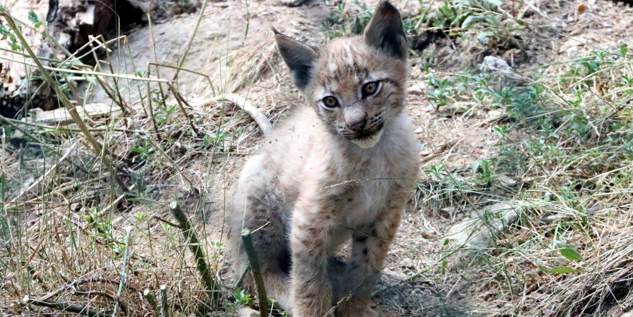 First lynx born in Catalonia in a hundred years
