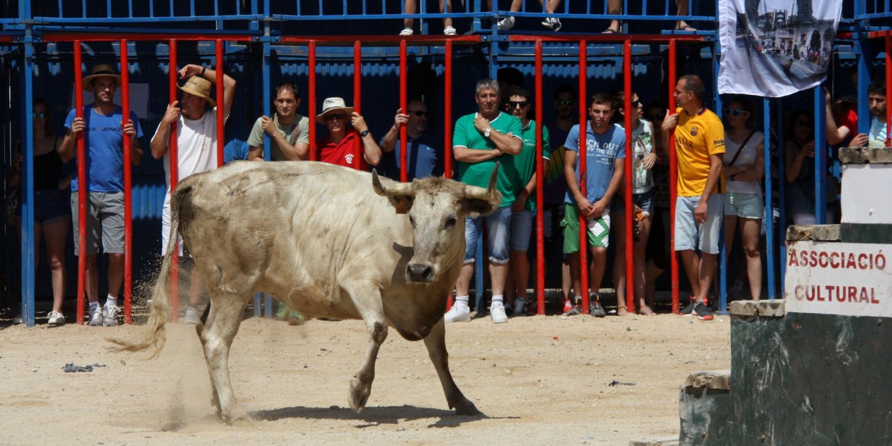 Catalan Parliament votes to ban 'correbous' bull runs