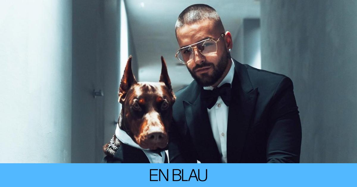 Maluma atacado por su dóberman: recibe un brutal mordisco en la cara ...