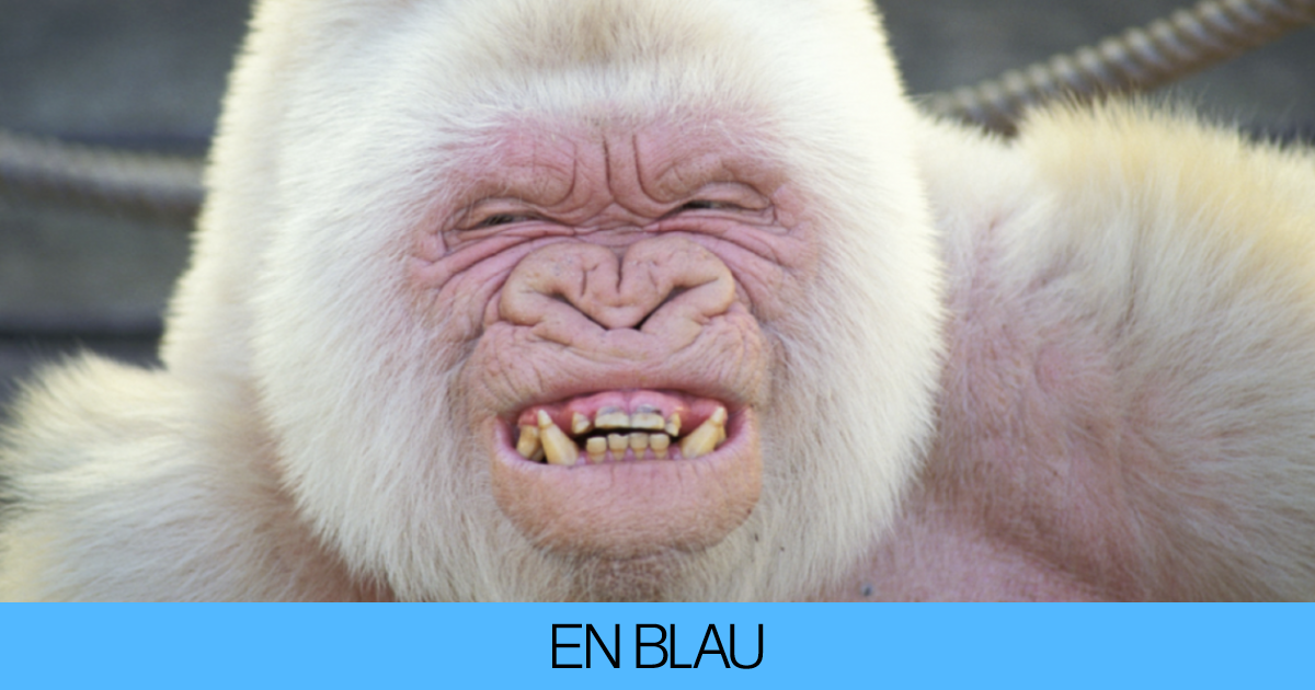 Cs, PP y PSOE, ridiculizados con el aniversario de la muerte de Copito ...