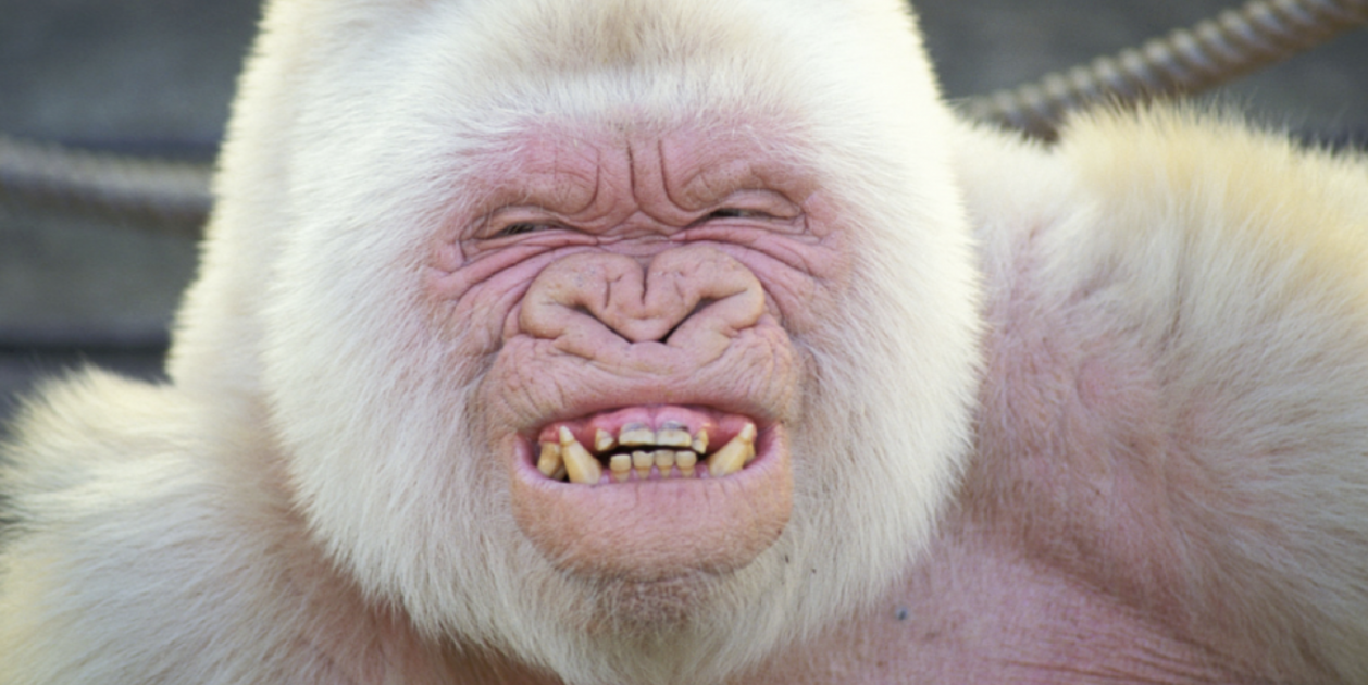 Cs, PP y PSOE, ridiculizados con el aniversario de la muerte de Copito ...