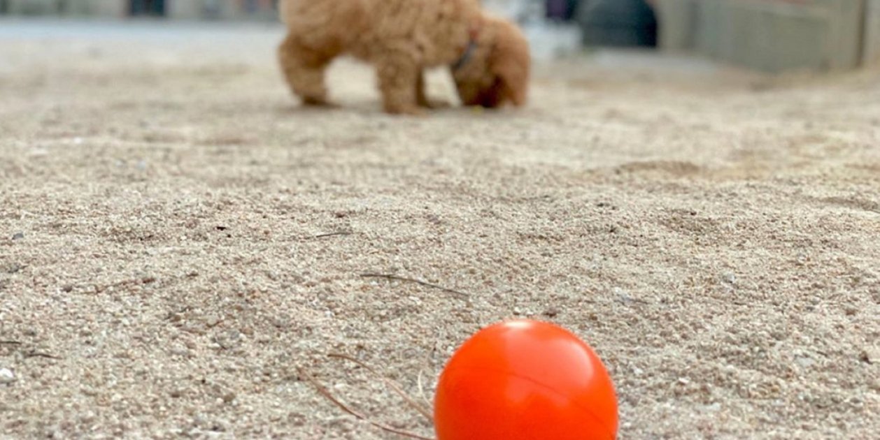 ¿Es realmente Lucas de Cs? Ridículo de Griso con un nuevo vídeo del ...