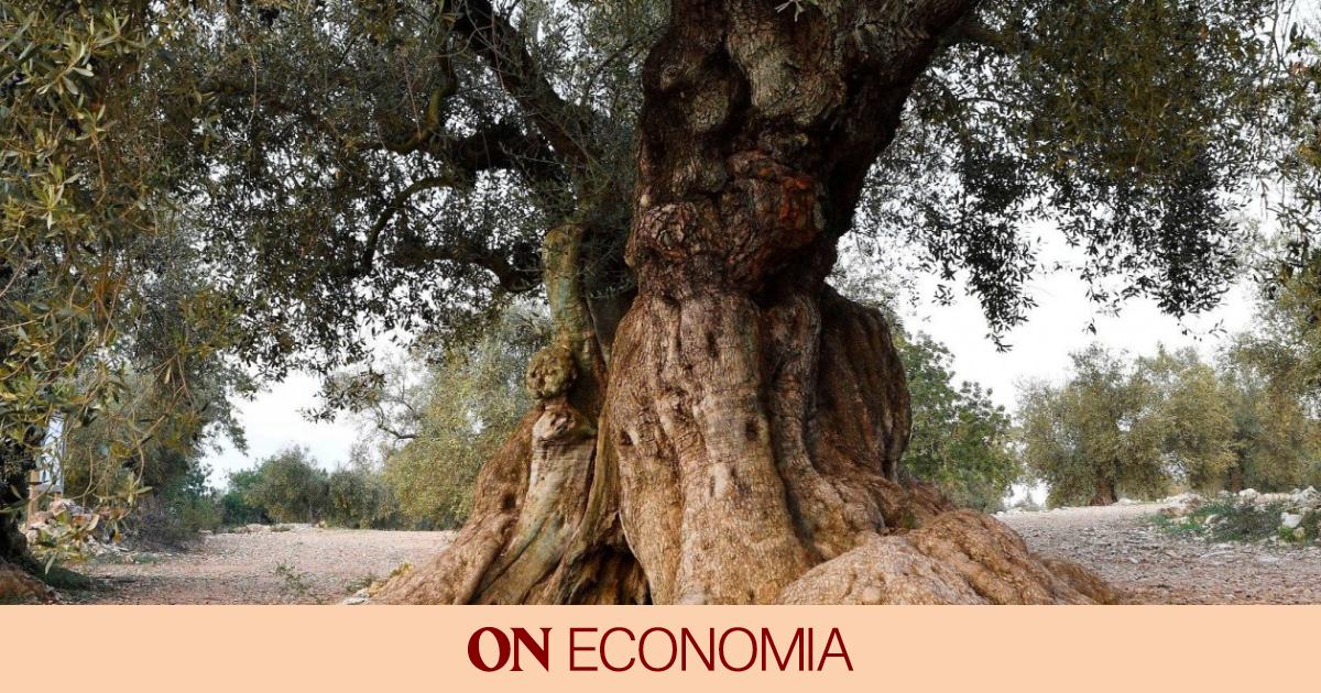 Del professor 4.0 a les oliveres monumentals, així s’inverteixen els ...