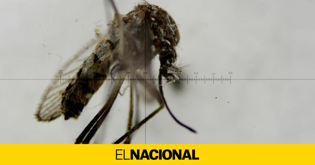 Primer caso en Catalunya de un feto con microcefalia por zika