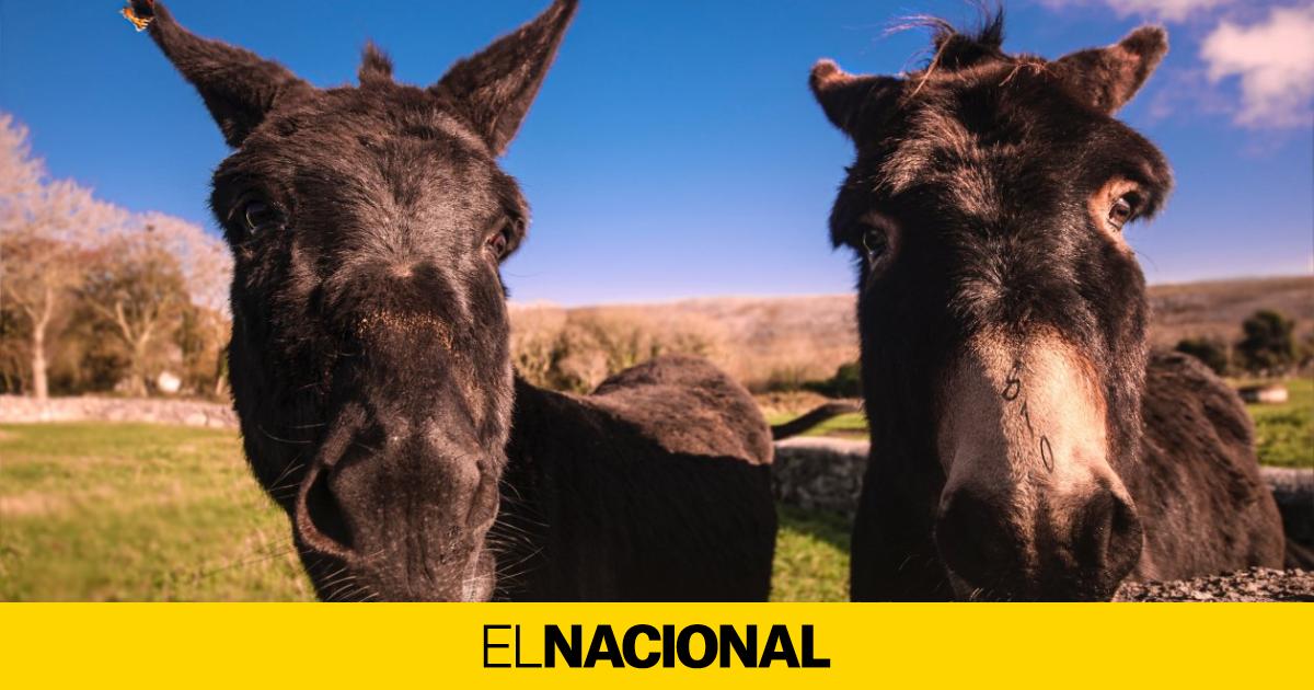 Portadas: disimula, cara mula