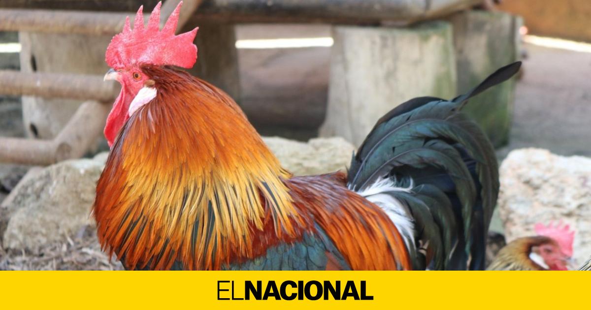 Francia reconoce el canto del gallo como "patrimonio sensorial"