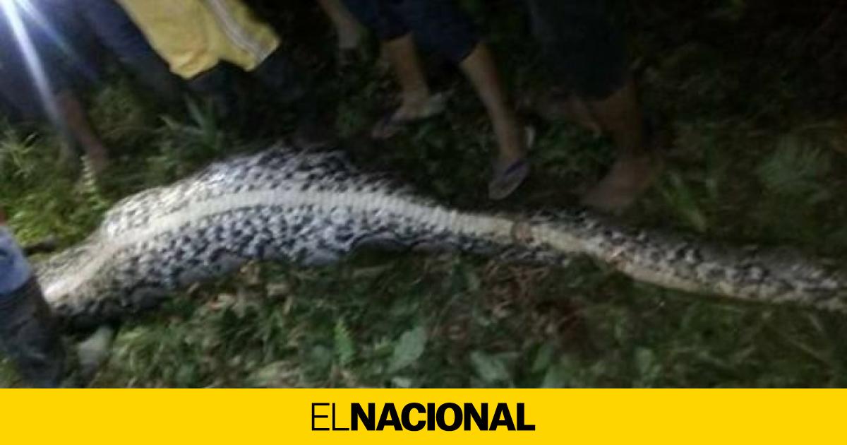 Una serpiente se traga entero a un hombre en Indonesia