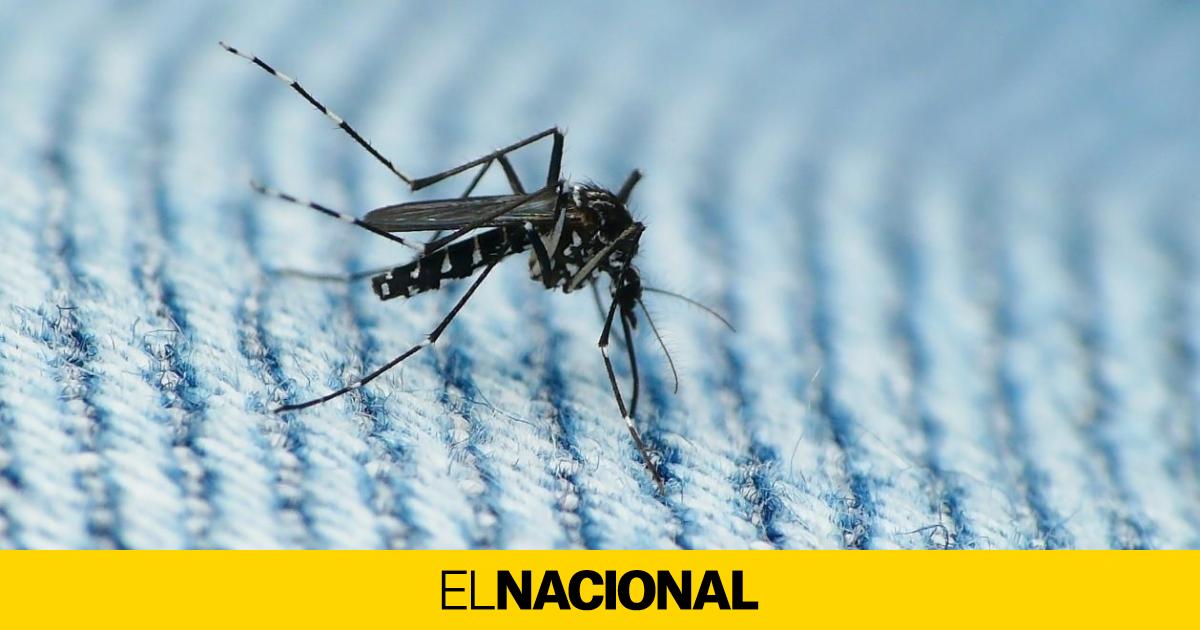 Nace el primer bebé con malformaciones por el Zika en Catalunya