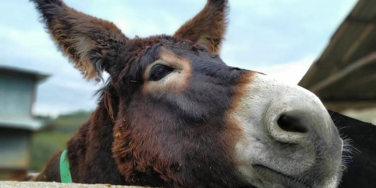 Salvemos el burro catalán