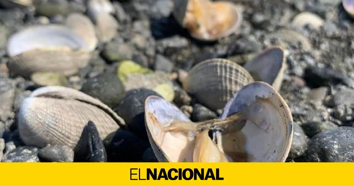 La ola de calor cocina cientos de almejas en la playa de Washington