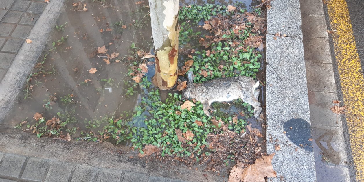 Aparece un conejo muerto en un alcorque de la calle Perú de Barcelona