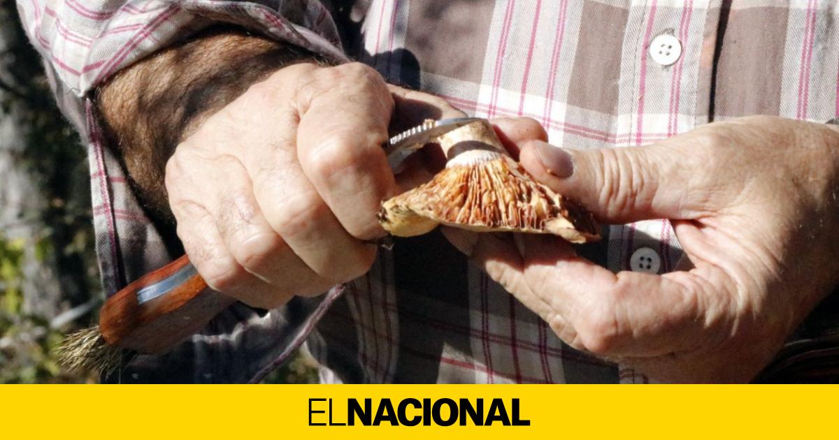 Estas son las normas de seguridad del Govern para ir a buscar setas