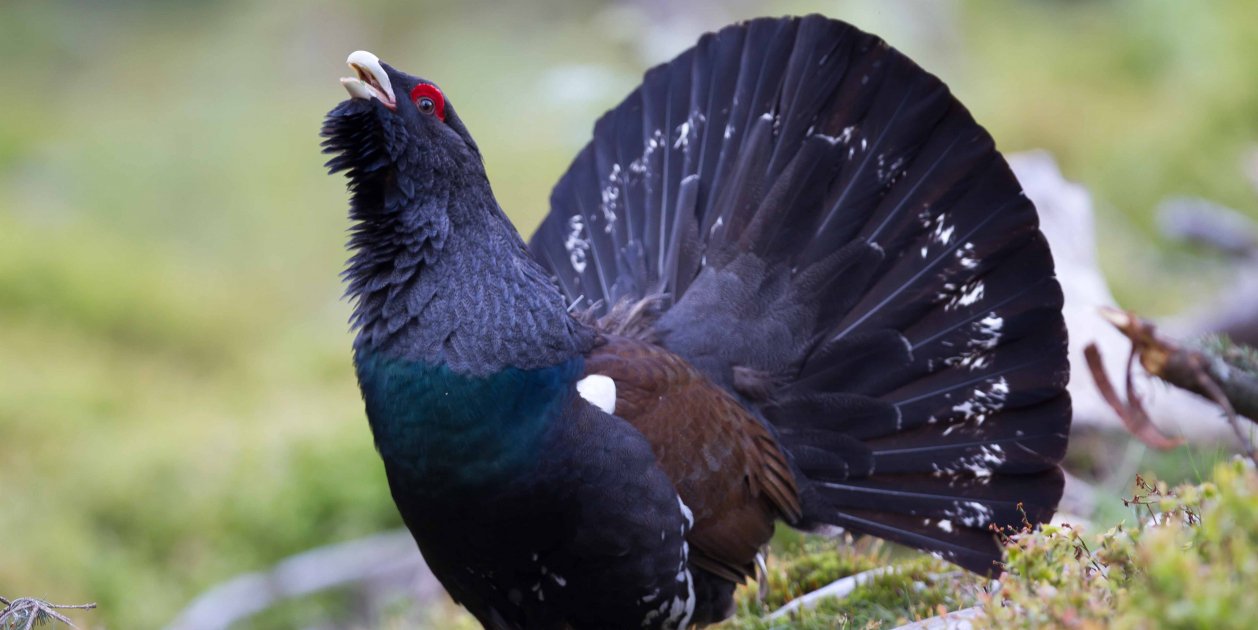 Un gall fer mor després de ser assetjat per les càmeres dels turistes