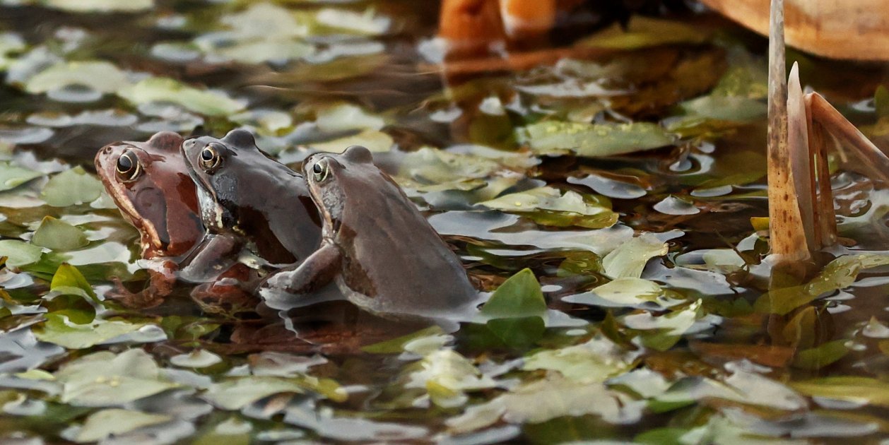 Recuperan las piernas amputadas de una rana gracias a un cóctel de fármacos