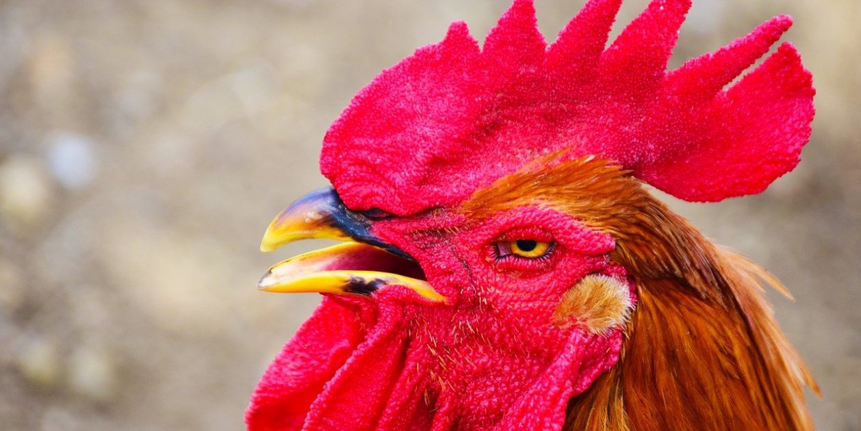 Cinco recetas con cresta de gallo