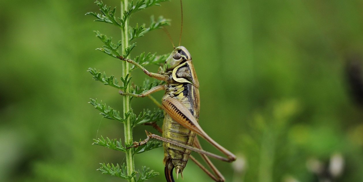 Brussel·les autoritza el tercer insecte comestible després del cuc i la ...