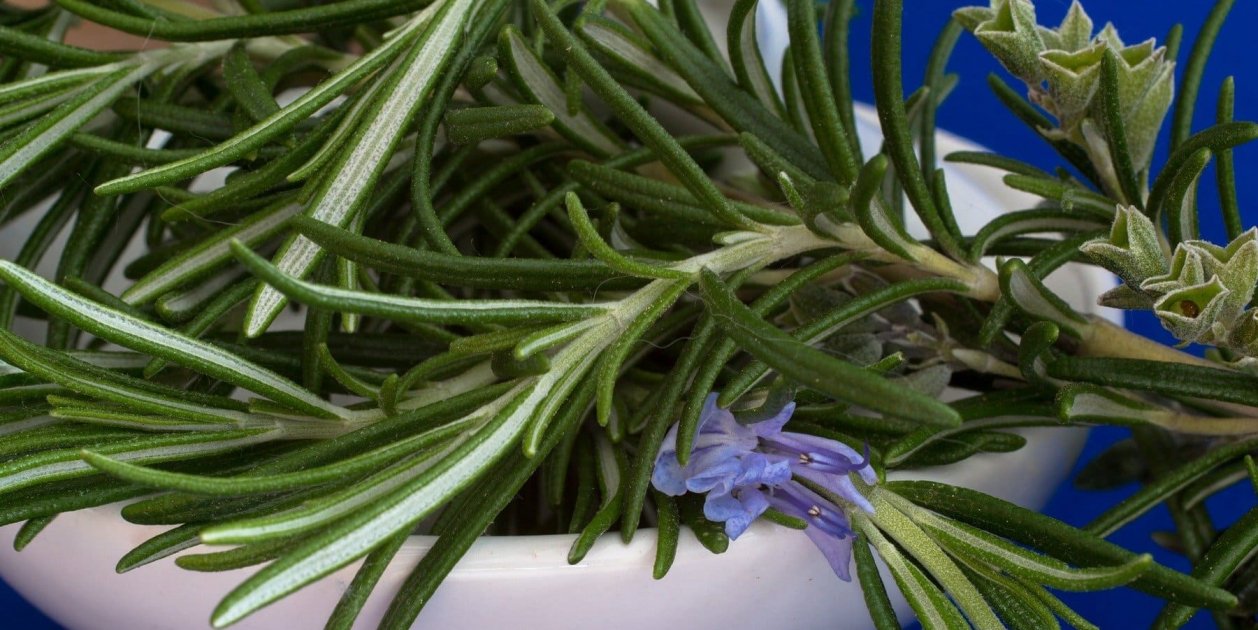 Romaní, una planta que s'ha utilitzat durant segles i amb molts beneficis