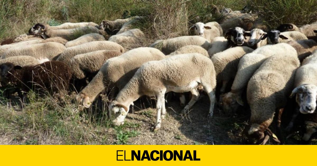 Barcelona ja compta amb un ramat d’ovelles i cabres per prevenir incendis