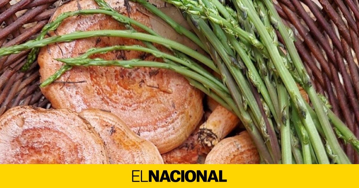 Espárragos y muchas setas de primavera en Catalunya: ¿en qué comarcas ...
