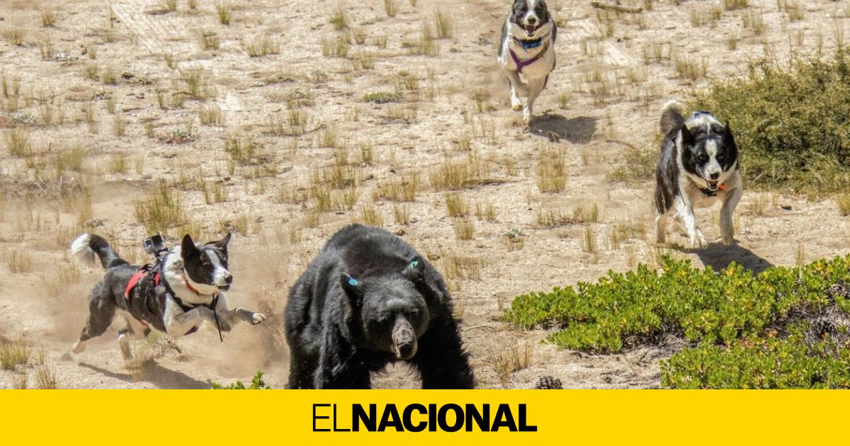 Encuentran una nueva especie de ‘perro oso’ en el Pirineo