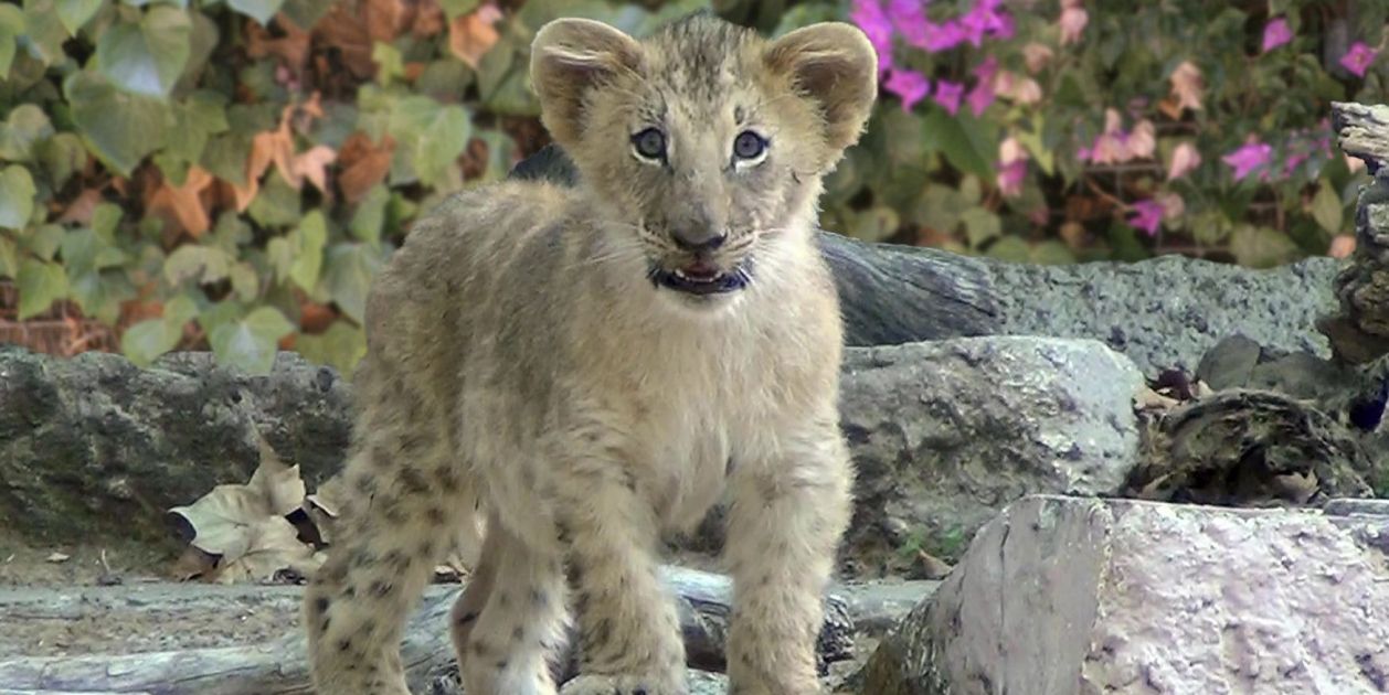 Nace una cría de león en el Zoo de Barcelona