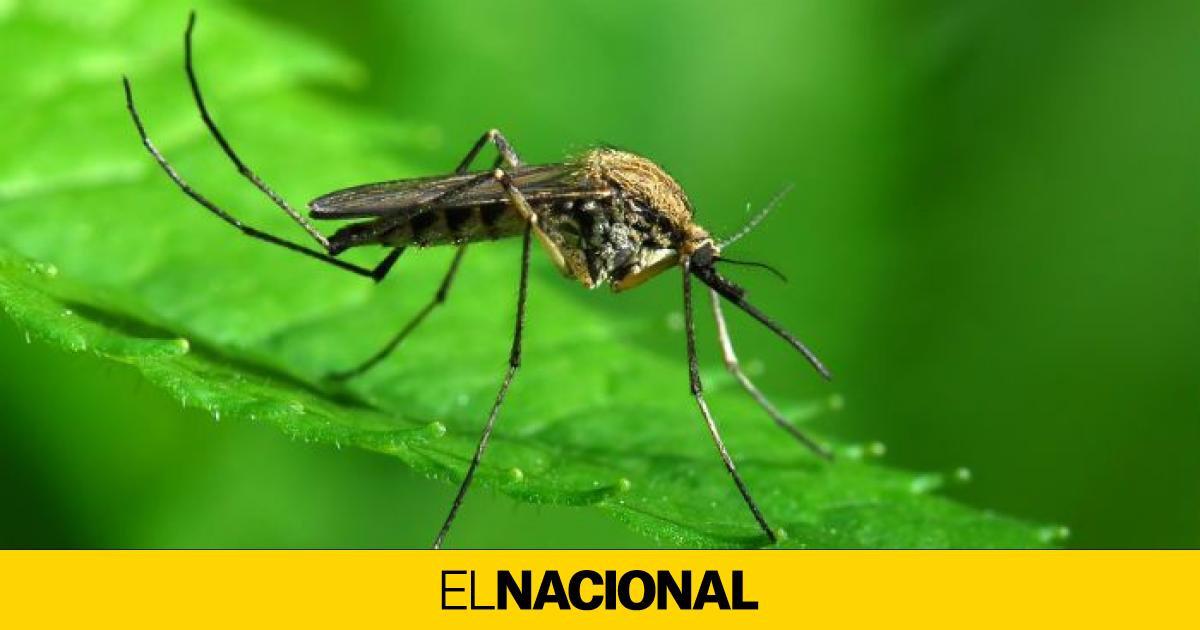 Virus Zika: emergencia sanitaria global, pero no local