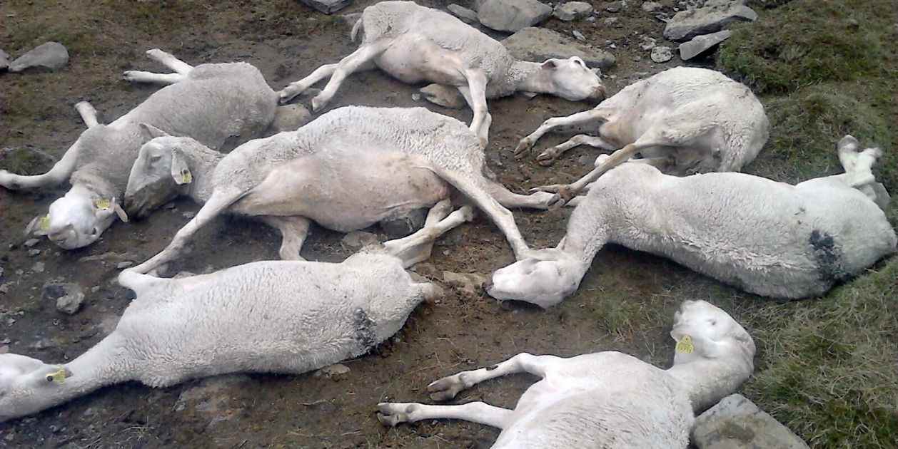 Doce ovejas muertas como consecuencia del ataque de un oso en el ...