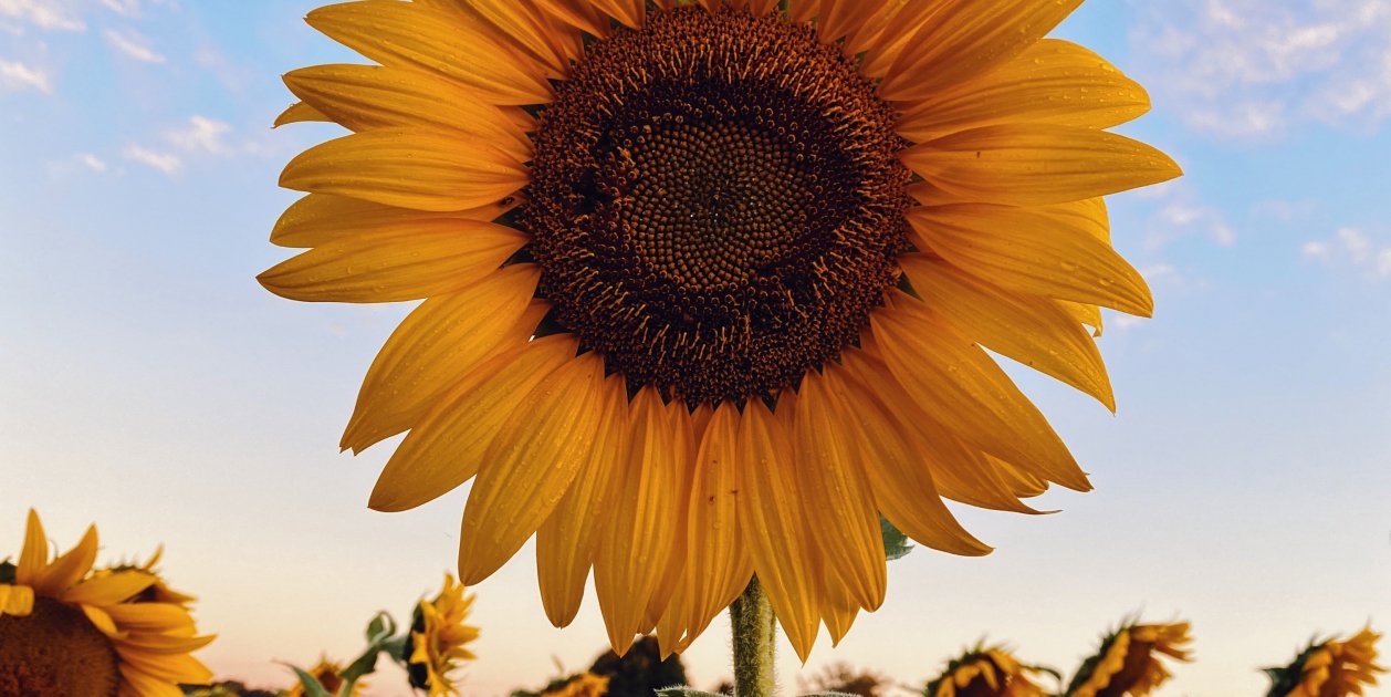 ¿Cómo hacen los girasoles para seguir siempre el sol?
