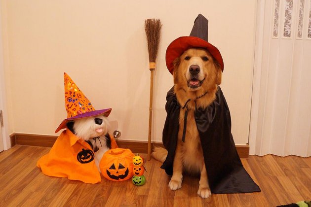 Ni se te ocurra disfrazar a tu perro en Halloween!!!