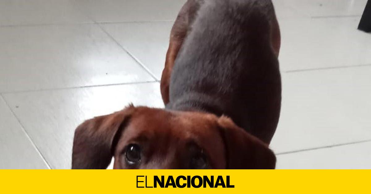 ¿Quieres que tu perro se calme? Pues haz que memorice palabras clave