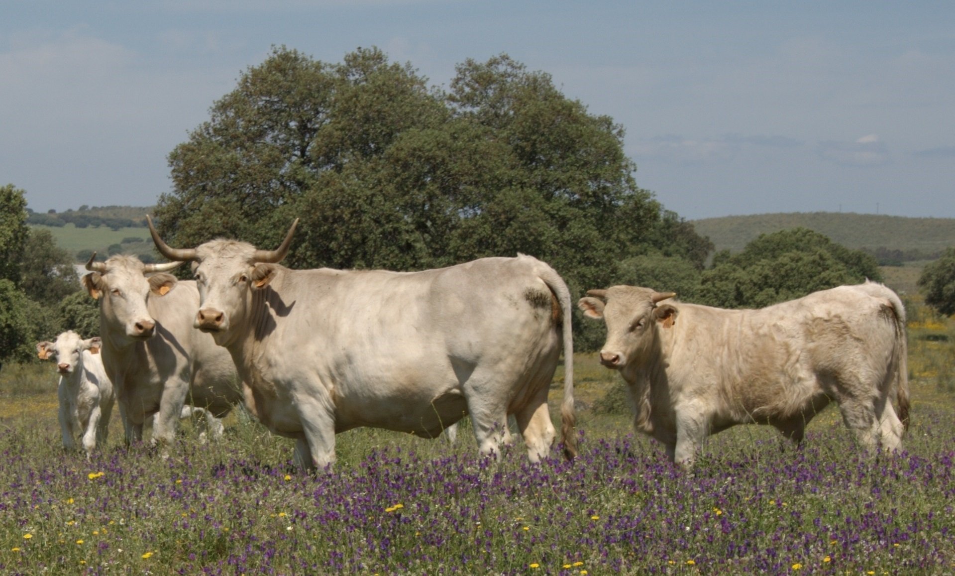 Ya puedes gestionar tu rebaño de vacas desde el móvil