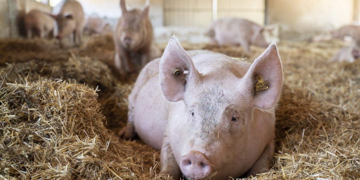 Las granjas ecológicas de cerdos y aves podrán usar pienso convencional