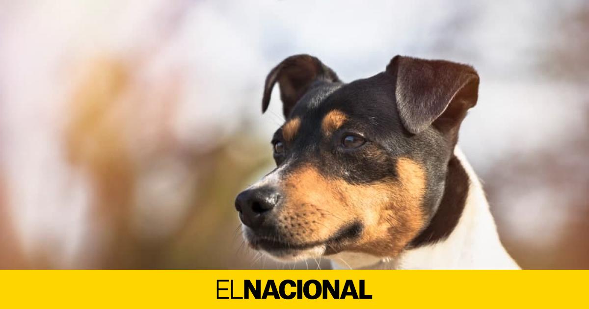 Es cierto: el ratonero bodeguero andaluz es Patrimonio Cultural Inmaterial