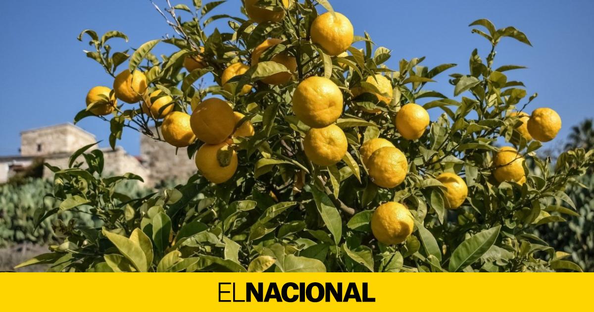 Tarragona quiere aprovechar las naranjas de los frutales urbanos
