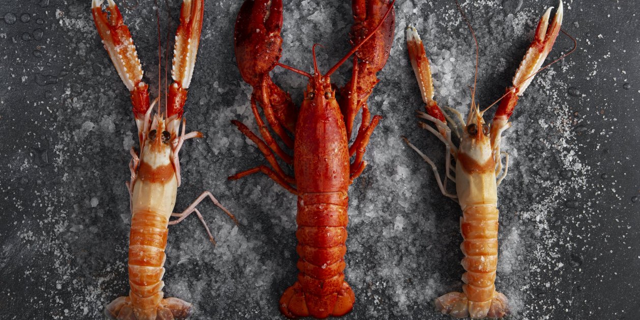 Cigala: Beneficios, Propiedades y Consejos