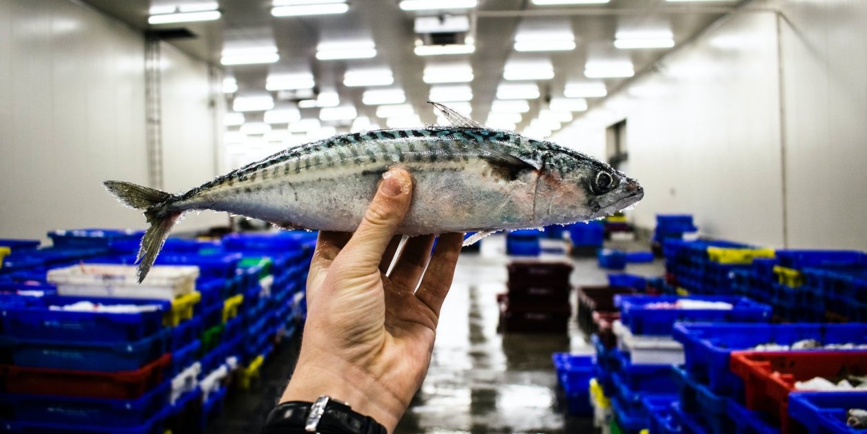 Comemos menos pescado que nunca