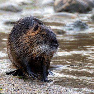 El coipú, el roedor invasor que el Govern combatirá con una brigada