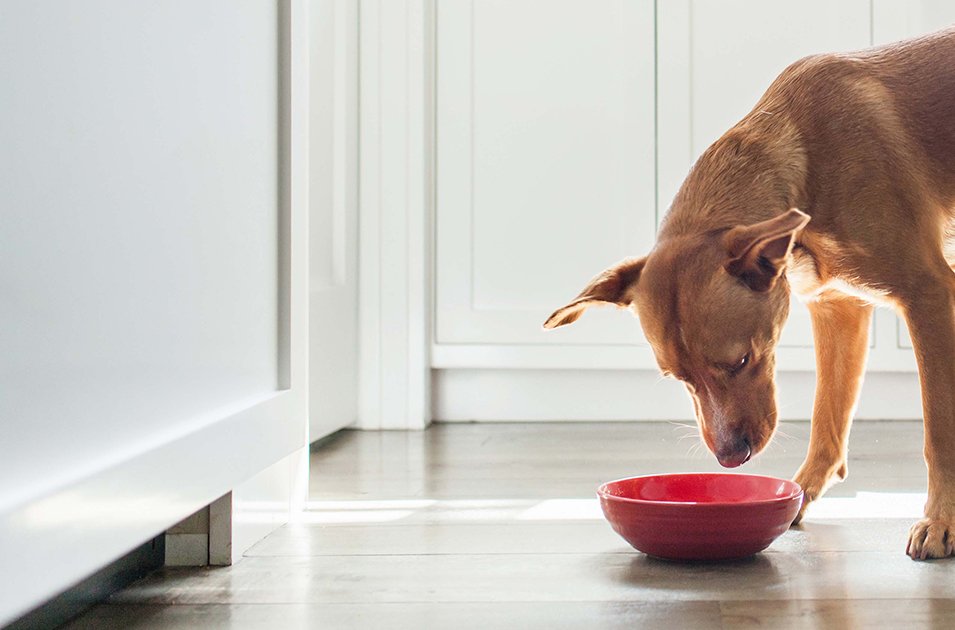 Ni Se Te Ocurra Dar De Comer Estos Alimentos A Tu Perro