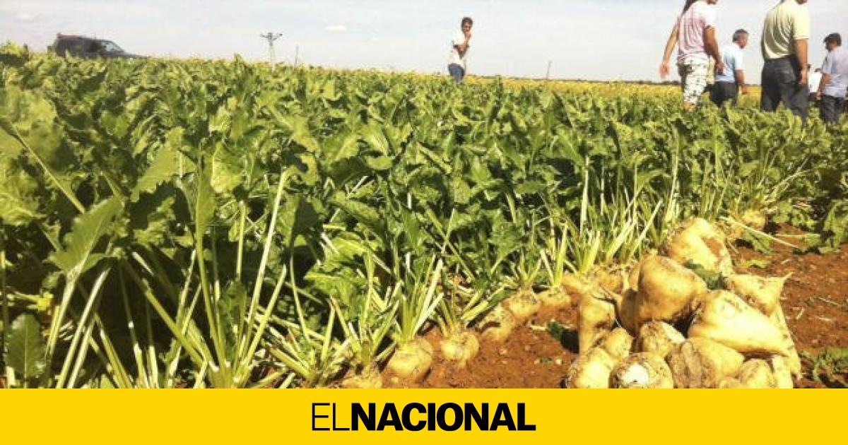 El sector de la remolacha, en pie de guerra por la prohibición de los ...