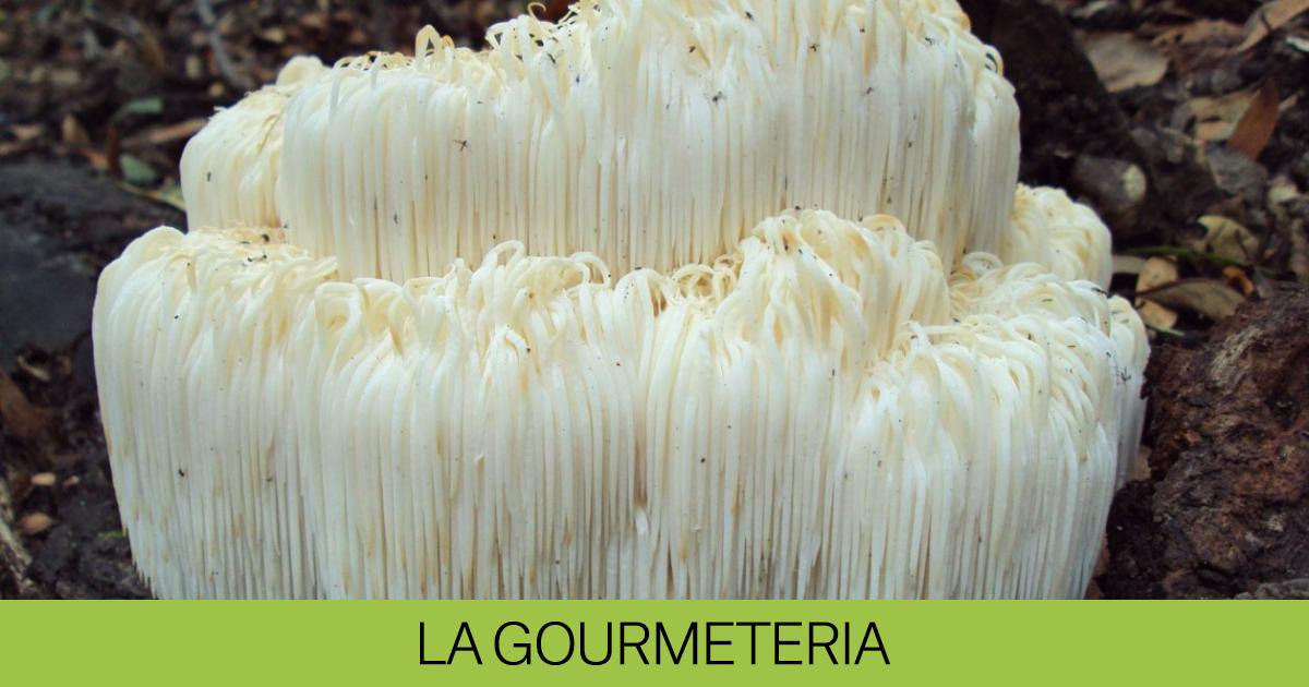 El bolet comestible que millora la memòria: molt fàcil de cultivar a casa