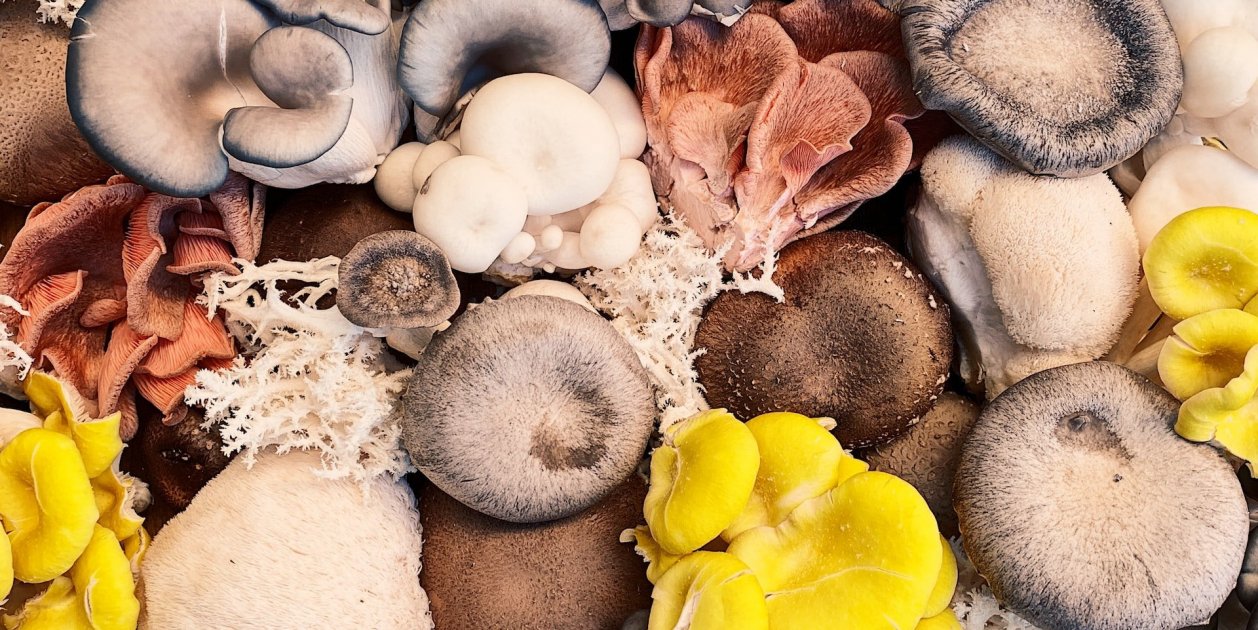 En todo esto ayudan las setas a tu organismo