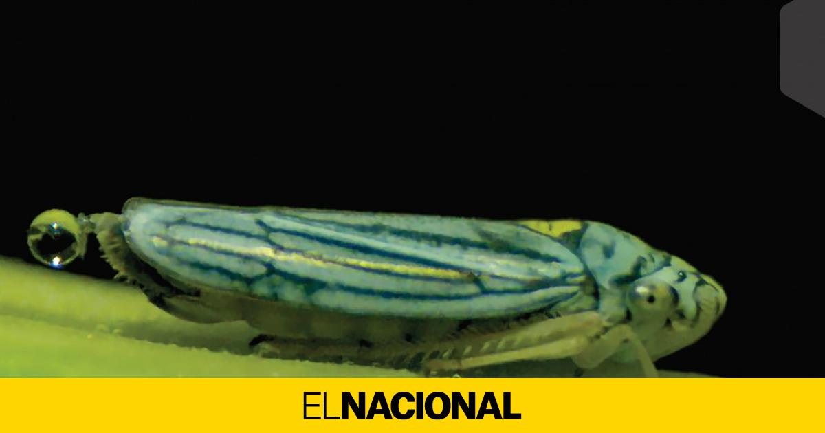 La chicharrita: el insecto sostenible