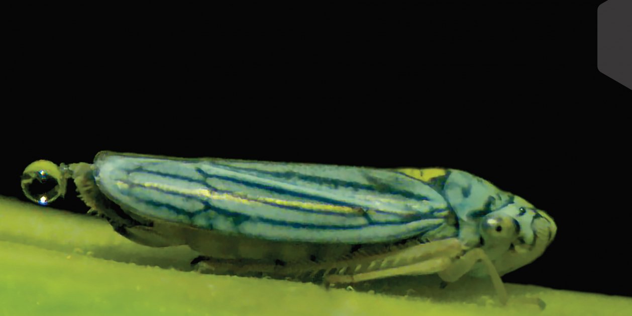 La chicharrita: el insecto sostenible