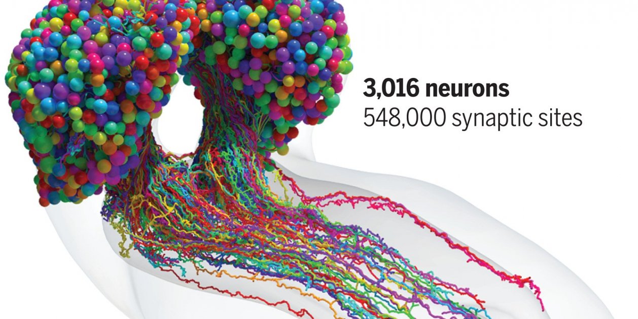 Completan el mapa cerebral de un insecto: más cerca de entender la ...