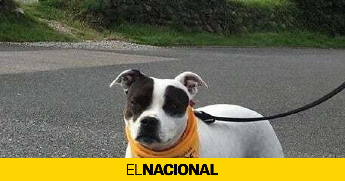 The Yellow Dog Project: una manera de advertir a los demás para que tu ...