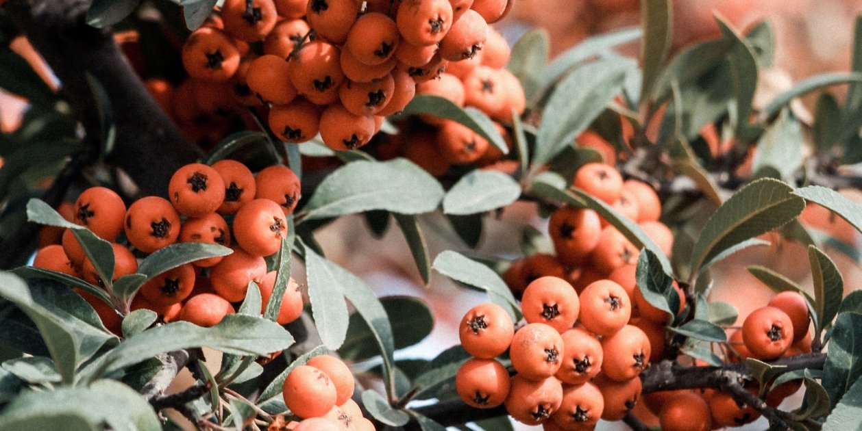 ¿El níspero cura enfermedades? 9 Beneficios de esta fruta que no conocías