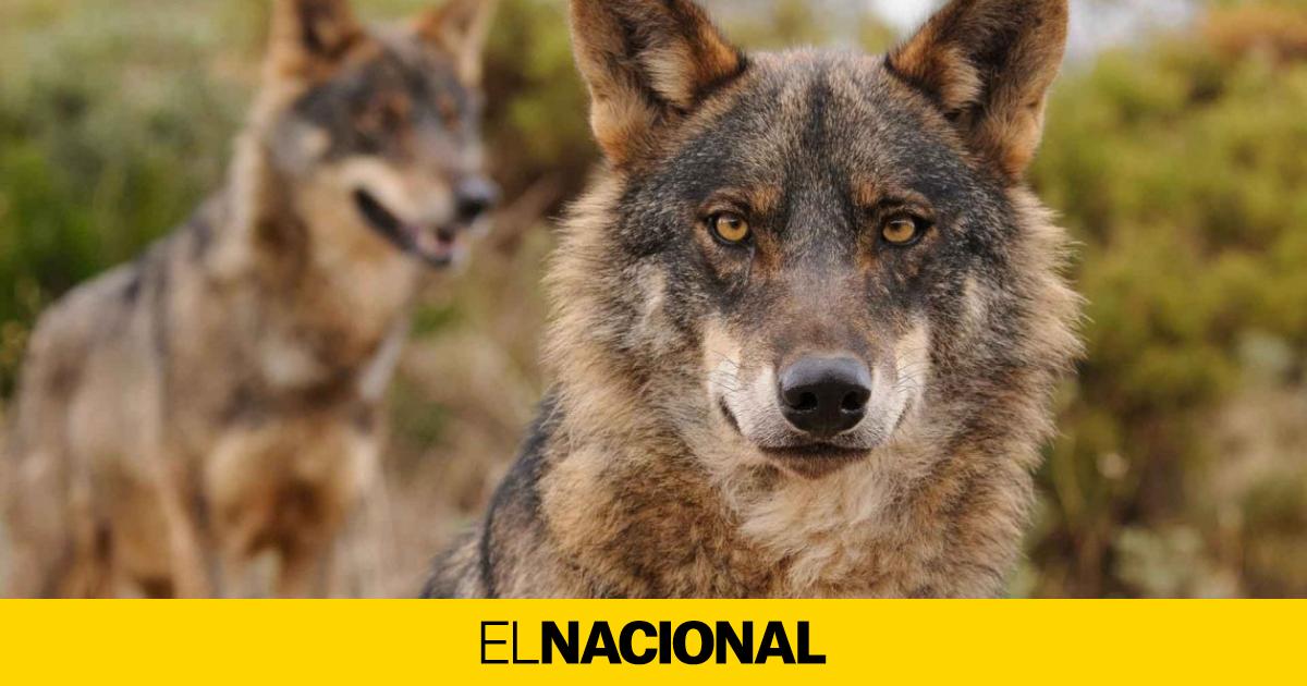 No es que el lobo vaya a venir: es que ya ha venido