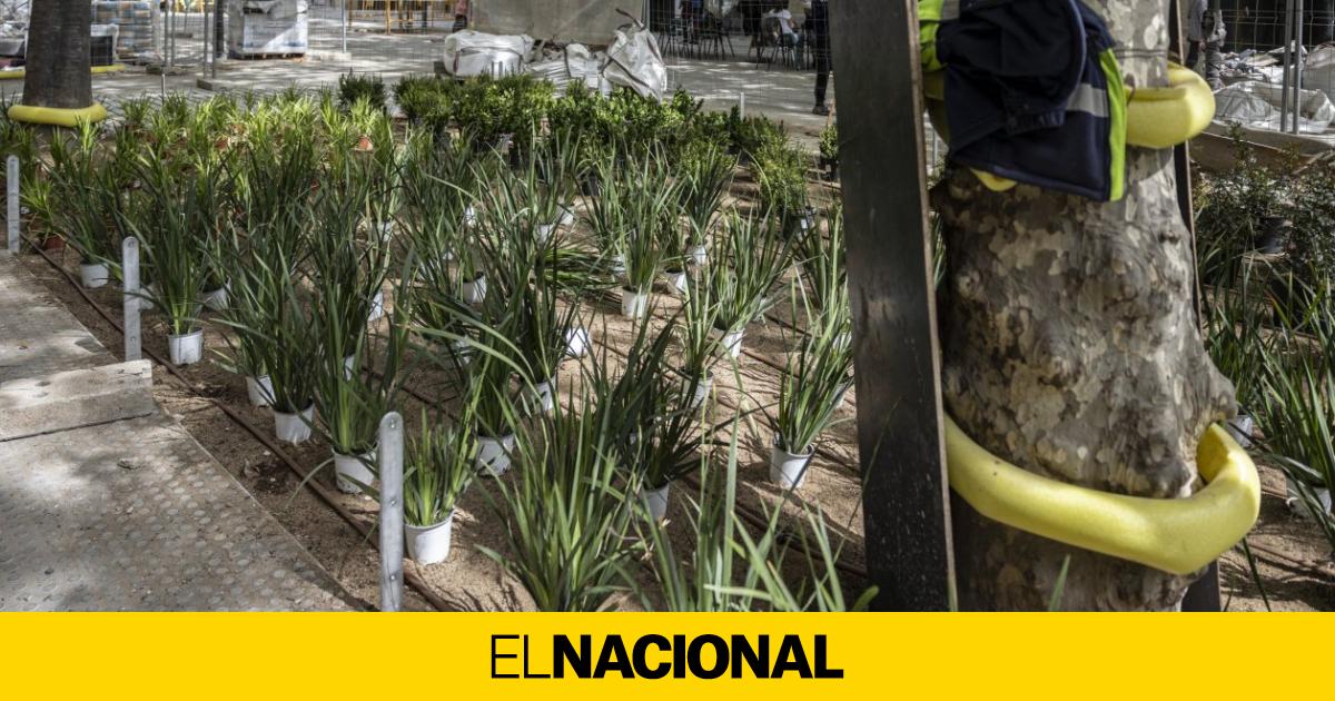 Cleca de Collboni als comuns per les superilles: “Nosaltres ho farem ...