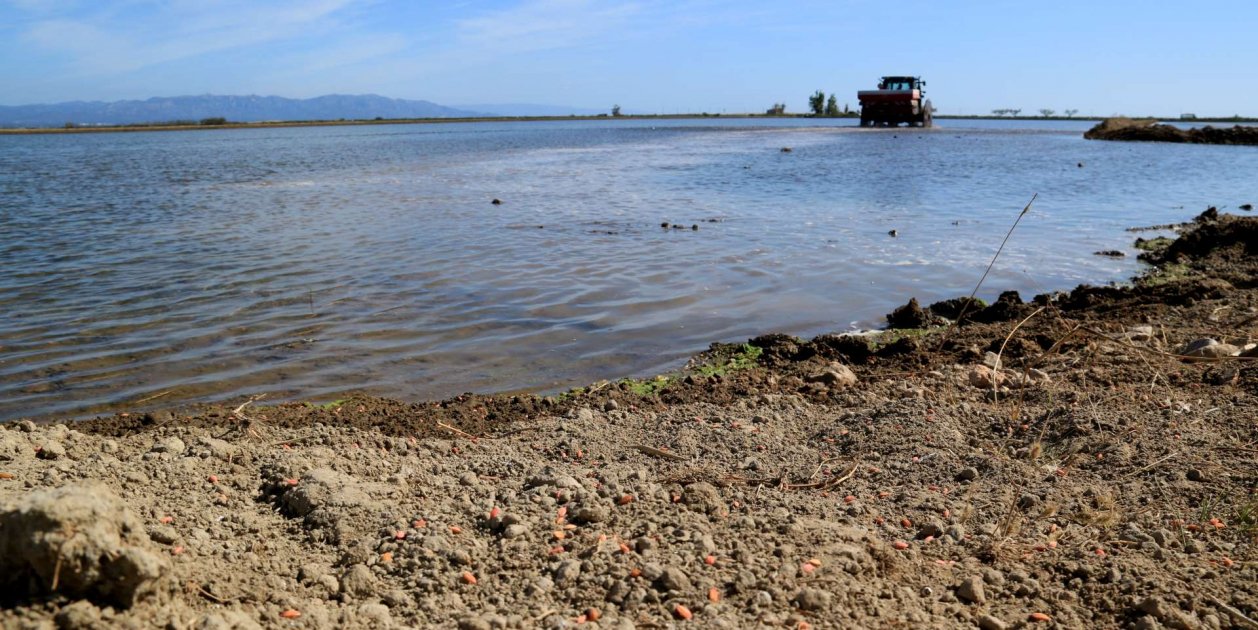 La CHE mantendrá la mitad de la dotación de agua para los regantes del ...