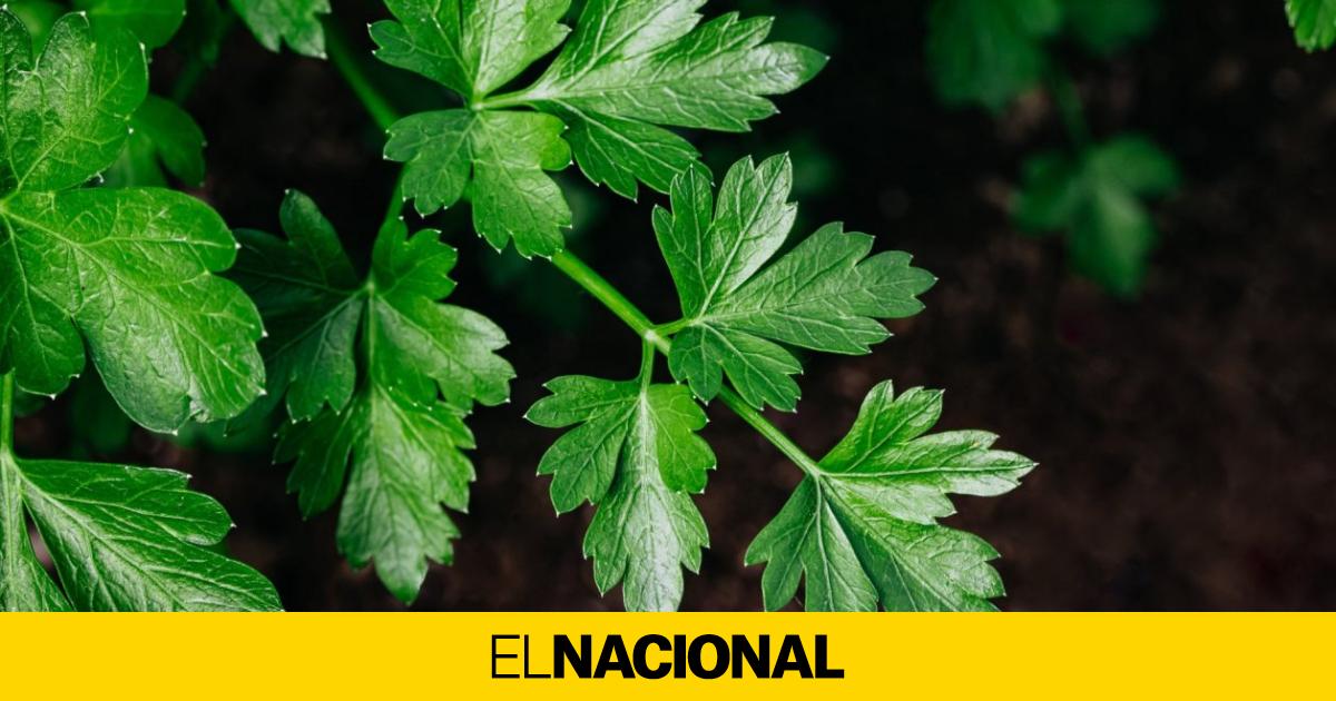 Cómo plantar perejil en casa con éxito
